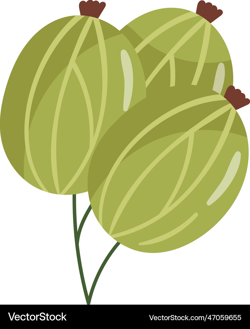 Gooseberry berries branch Royalty Free Vector Image