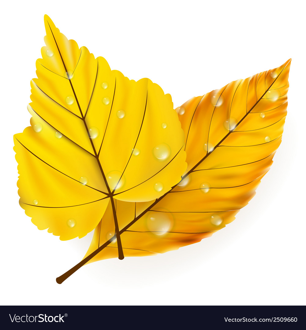 Autumn leaf isolated on white plus eps10 Vector Image