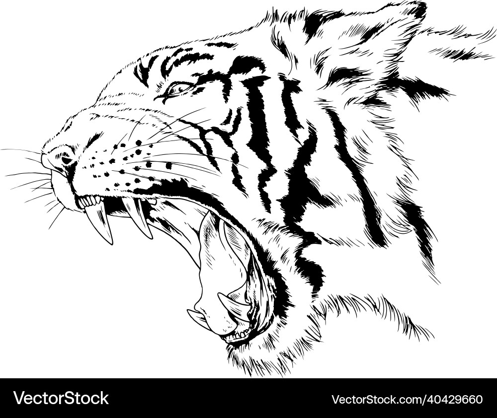 Tiger drawn with ink from the hands Royalty Free Vector