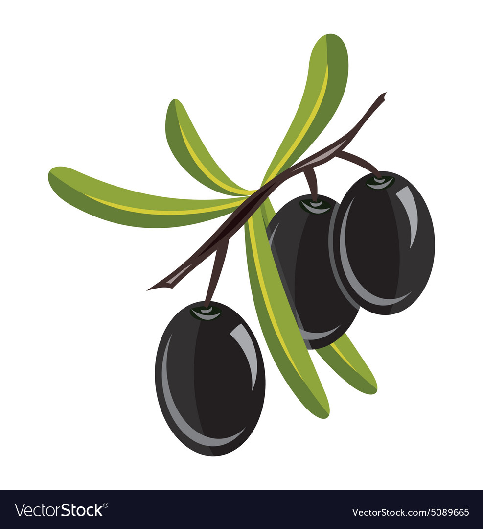 Olive Royalty Free Vector Image - VectorStock