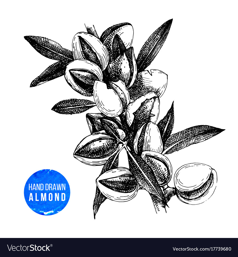 Hand Drawn Almond Branch With Leaves And Nuts Vector Image
