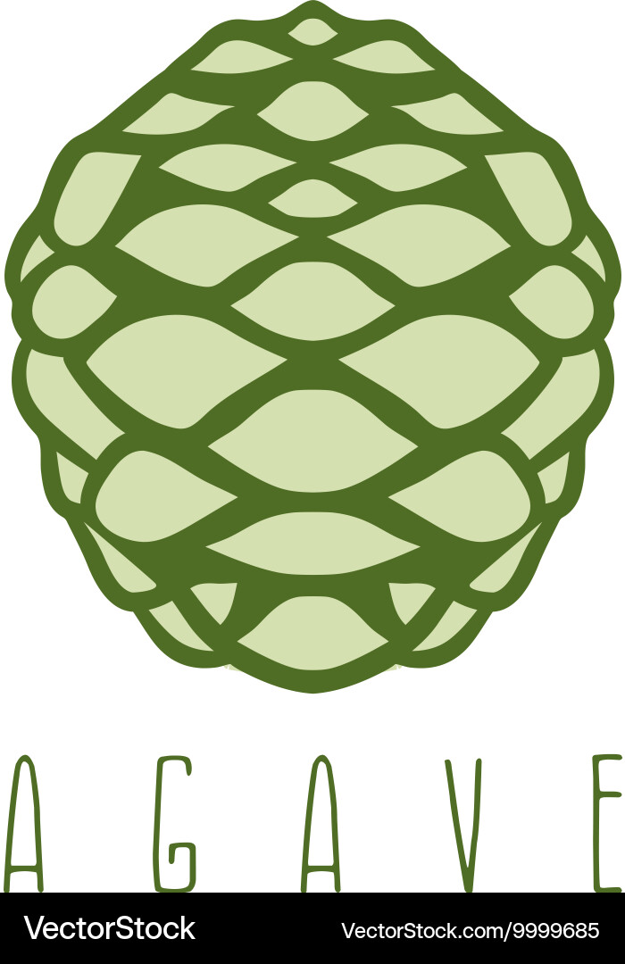 Design template of the agave root Royalty Free Vector Image