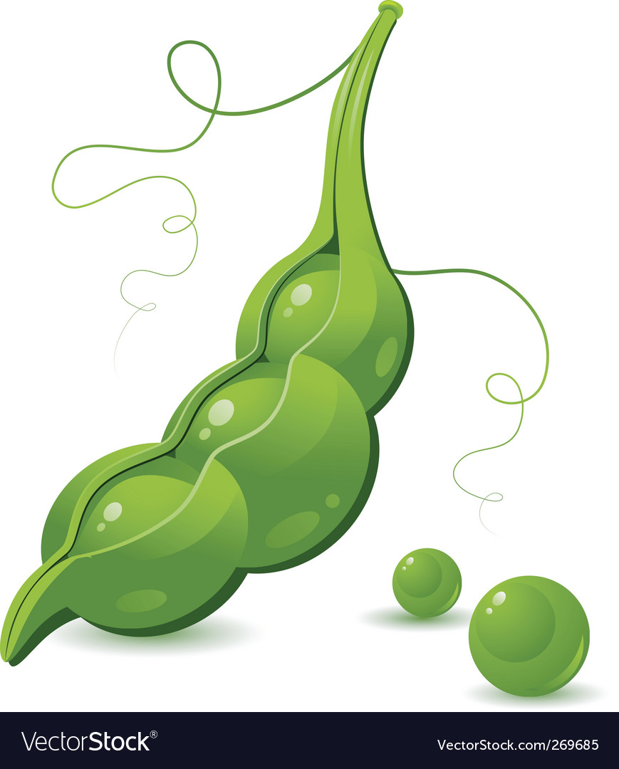 Peas Royalty Free Vector Image - VectorStock