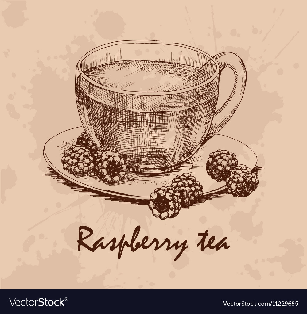 Raspberry tea Royalty Free Vector Image - VectorStock