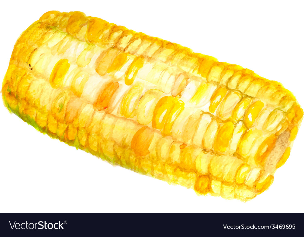 Corn Royalty Free Vector Image - VectorStock