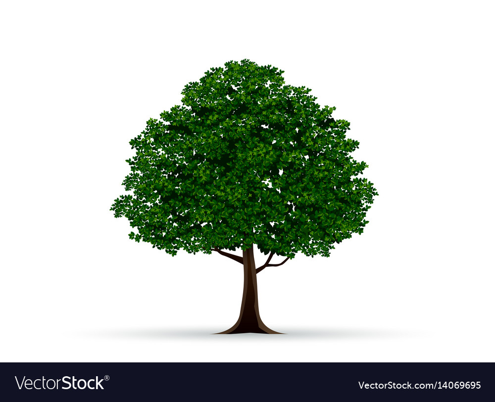 Tree Royalty Free Vector Image - VectorStock