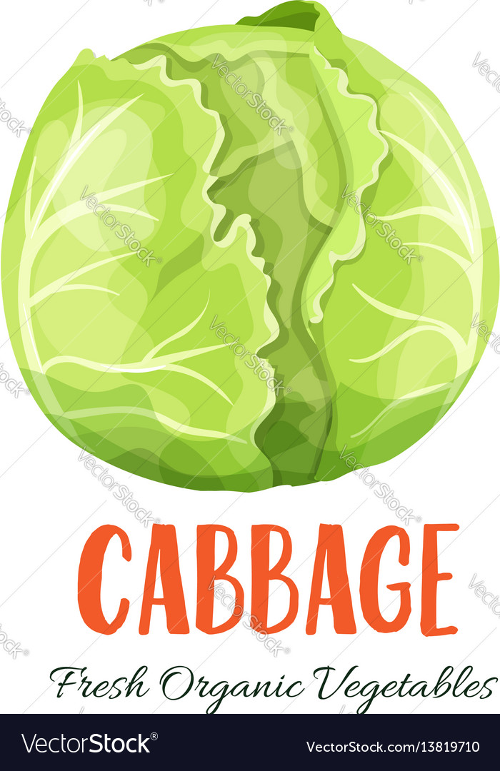 Cabbage vegetable Royalty Free Vector Image - VectorStock