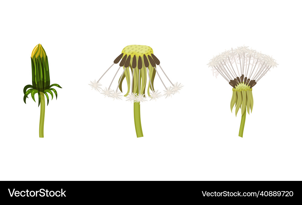 Dandelion flower with seedhead pappus Royalty Free Vector