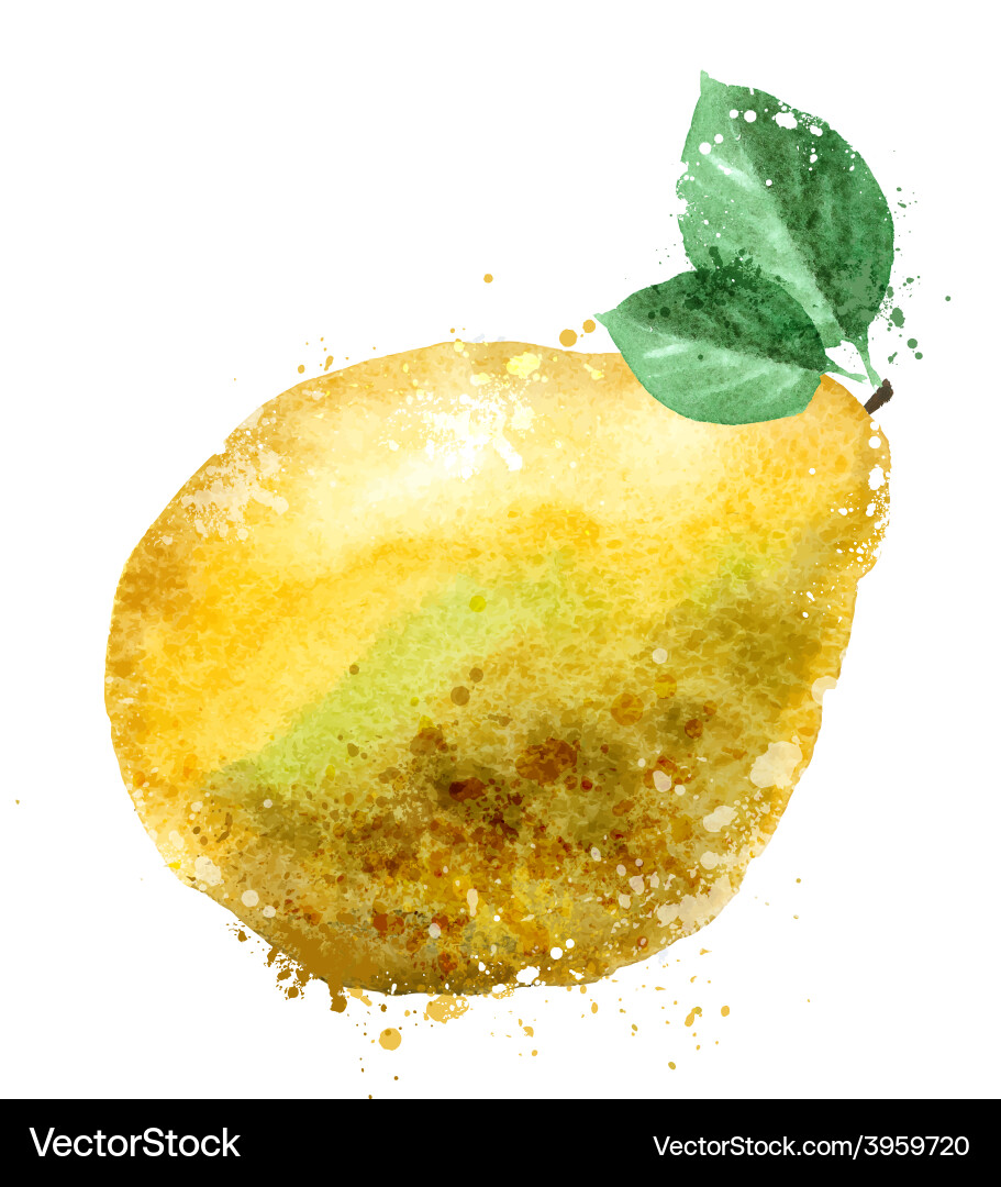 Pomelo logo design template fruit or food Vector Image