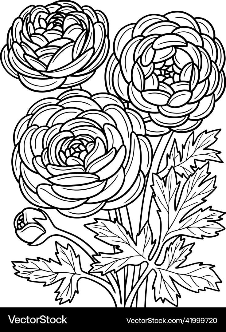 Ranunculus flower coloring page for adults Vector Image