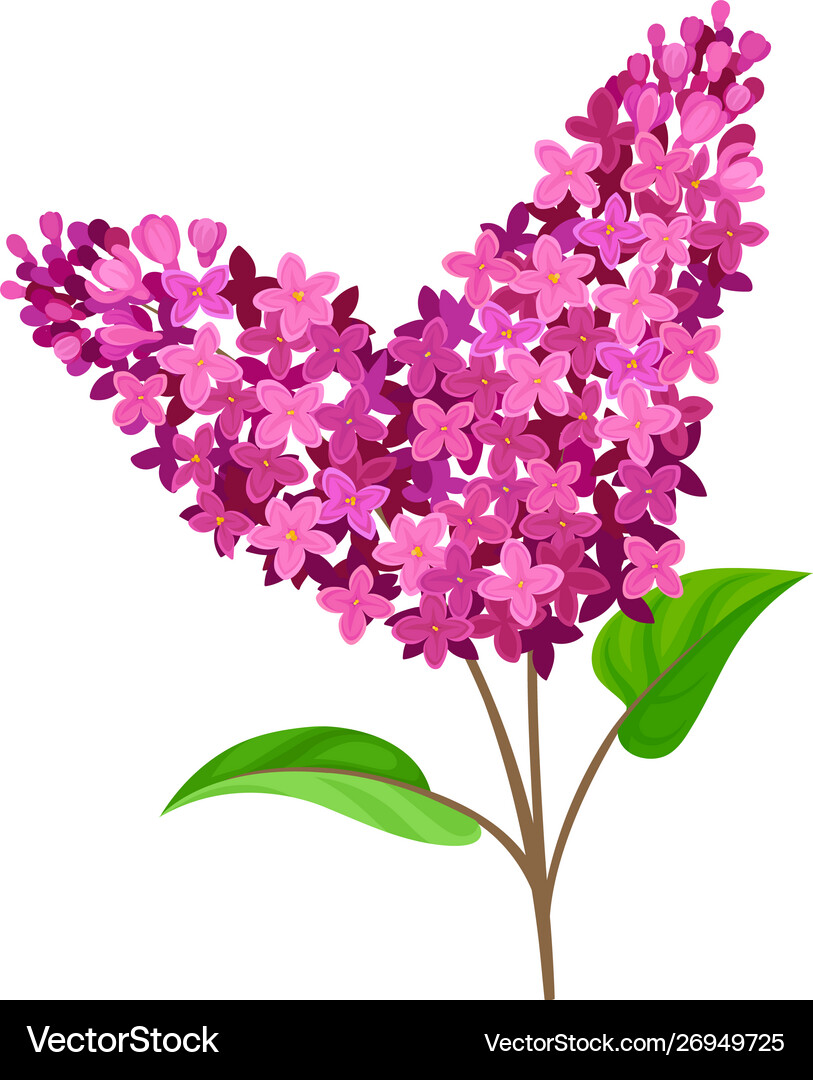 Bright purple lilac on a Royalty Free Vector Image
