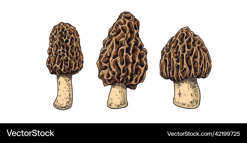 Hand drawn morel mushrooms Royalty Free Vector Image