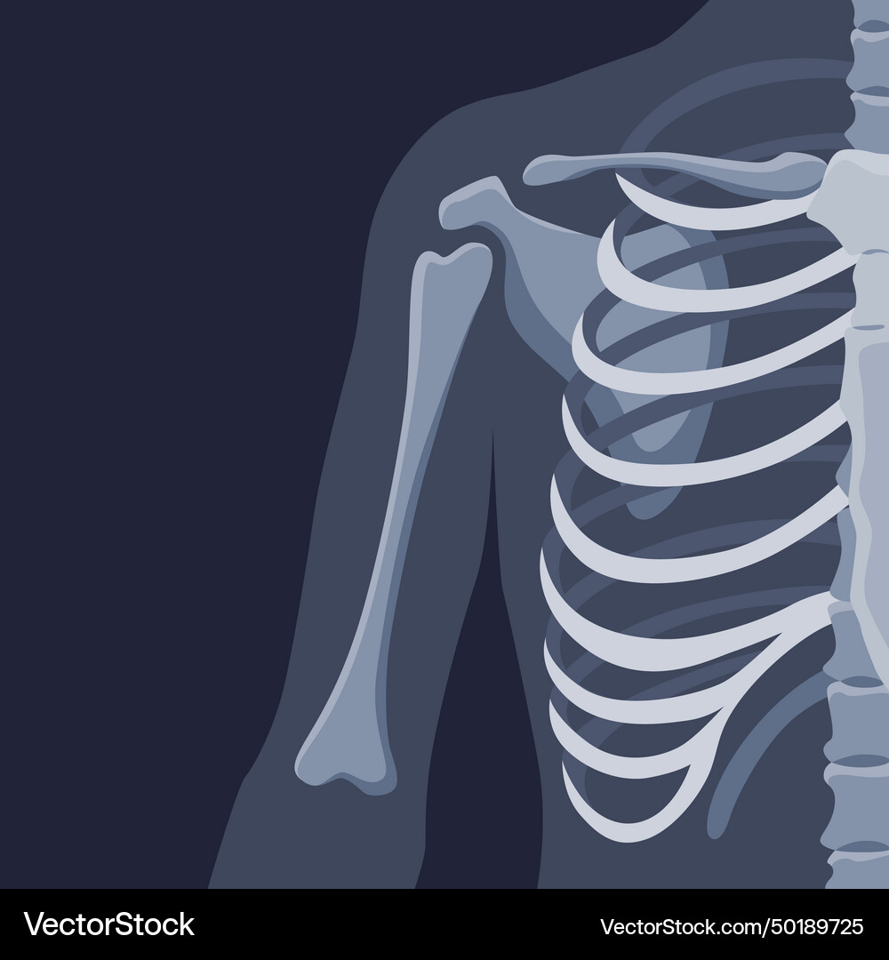 Human bones orthopedic and skeleton icon bone x Vector Image