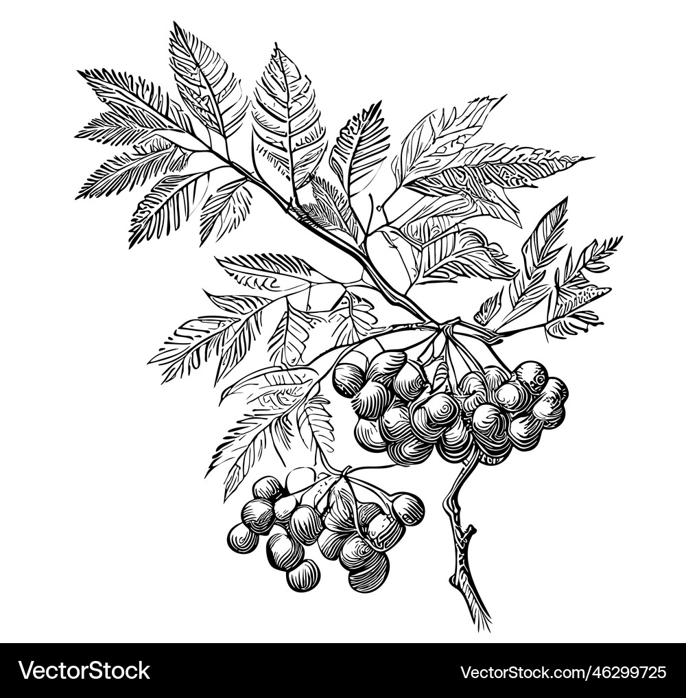 Rowan branch hand drawn sketch Royalty Free Vector Image