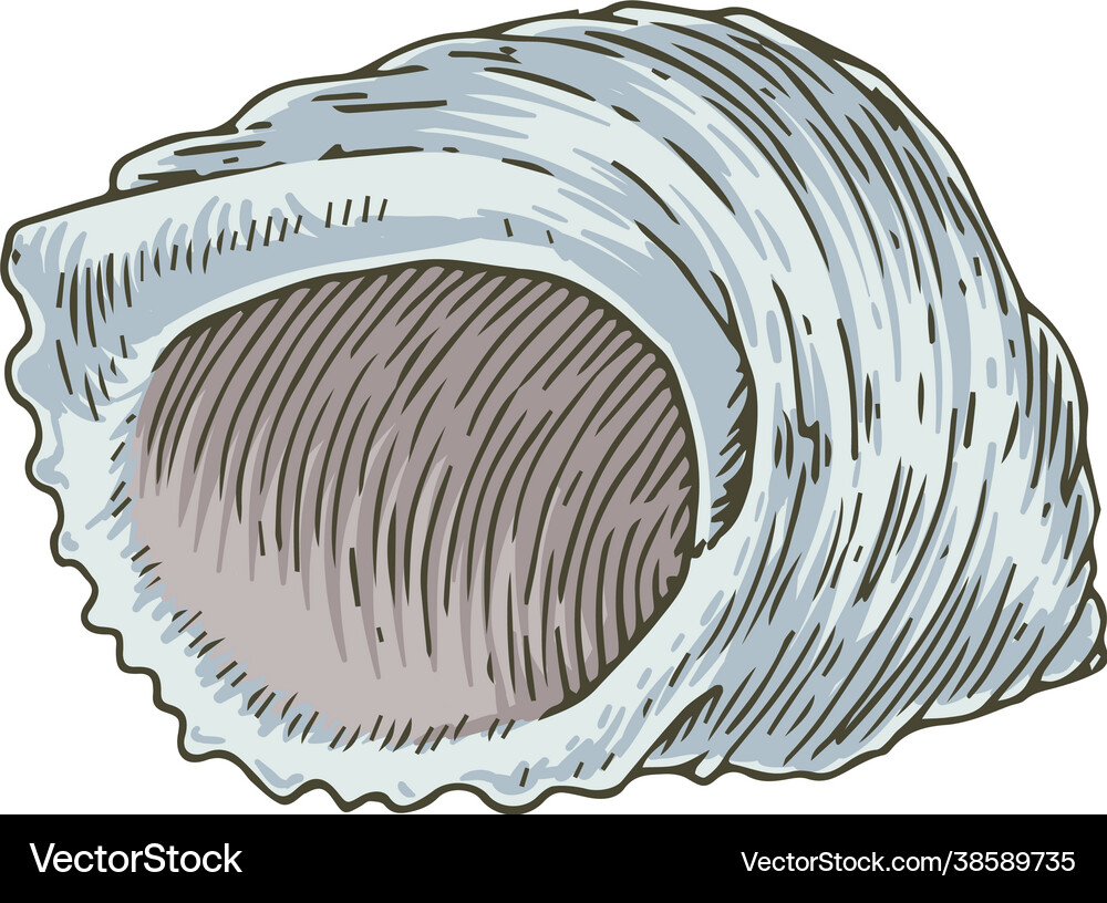 Blue seashell Royalty Free Vector Image - VectorStock