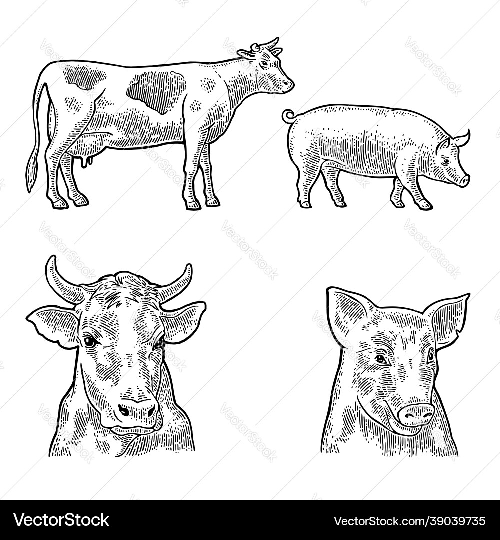 Cow side and front view vintage engraving Vector Image