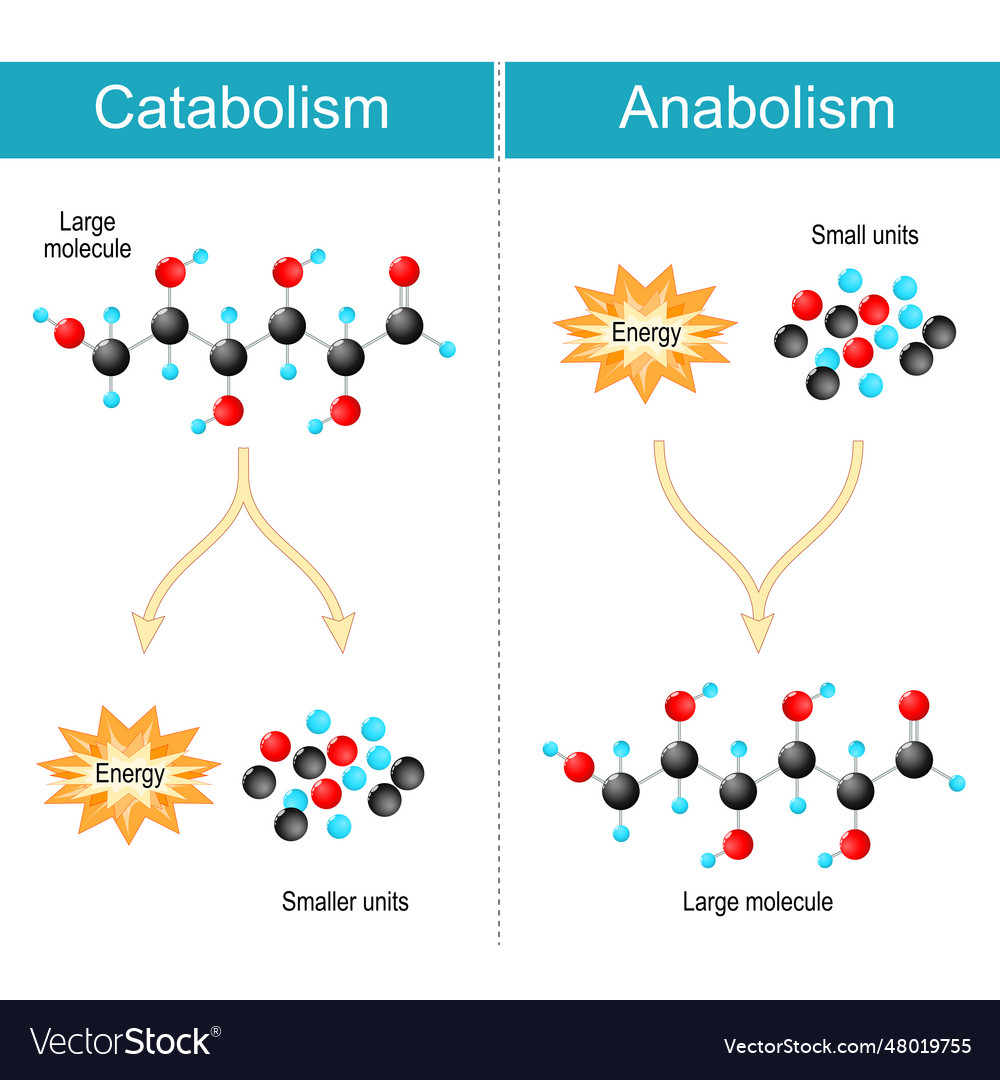 Anabolism Catabolism And Metabolism Royalty Free Vector