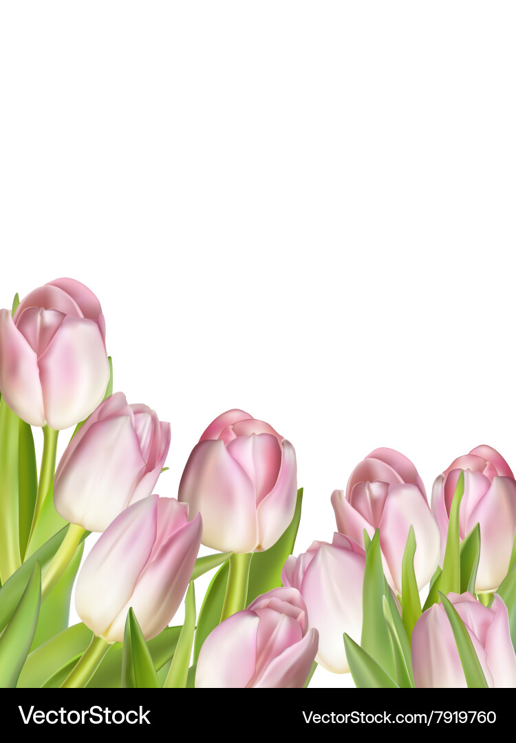 Pink fresh tulips on white eps 10 Royalty Free Vector Image