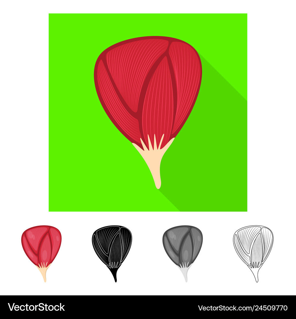 Fiber and muscular icon Royalty Free Vector Image