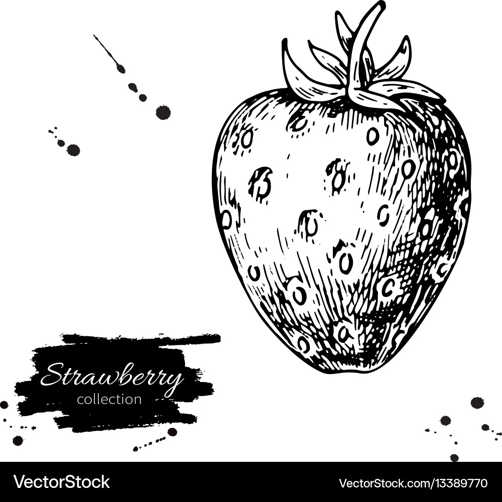 Strawberry drawing isolated hand drawn Royalty Free Vector