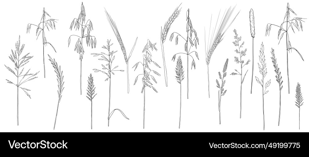 Drawing grass plants Royalty Free Vector Image