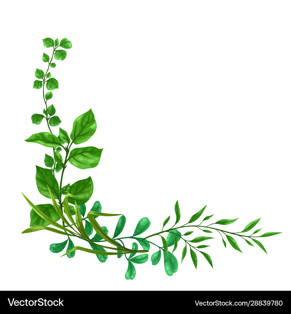 Background sprigs with green leaves Royalty Free Vector