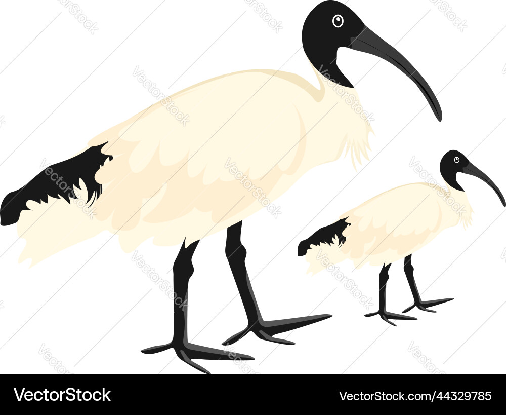 Australian white ibis on a white background Vector Image