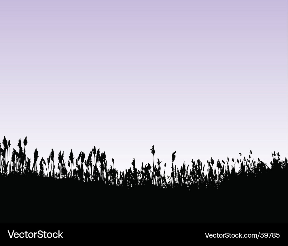 Field of wheat grass Royalty Free Vector Image
