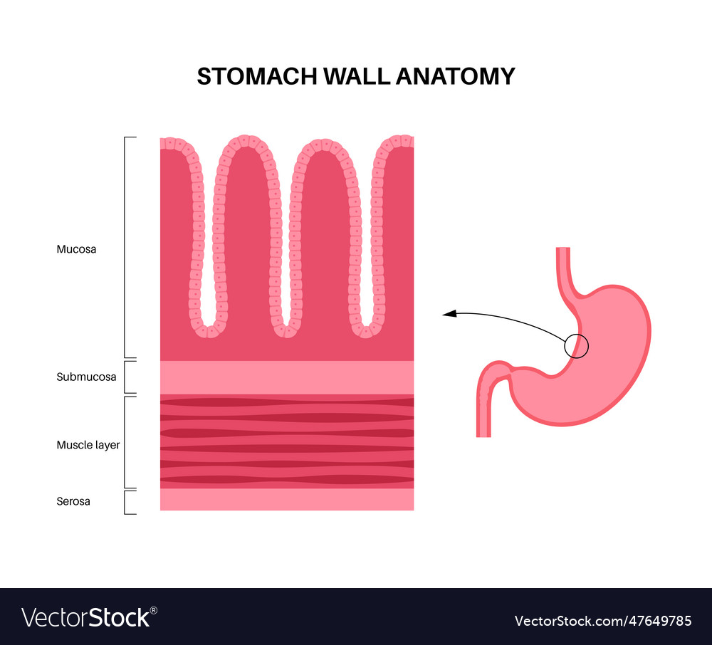 Mucous membrane structure Royalty Free Vector Image