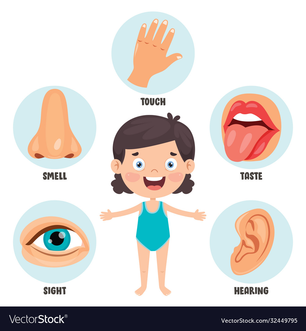 Five Senses Concept With Human Organs Royalty Free Vector