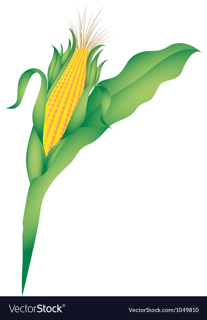 Corn Royalty Free Vector Image - VectorStock