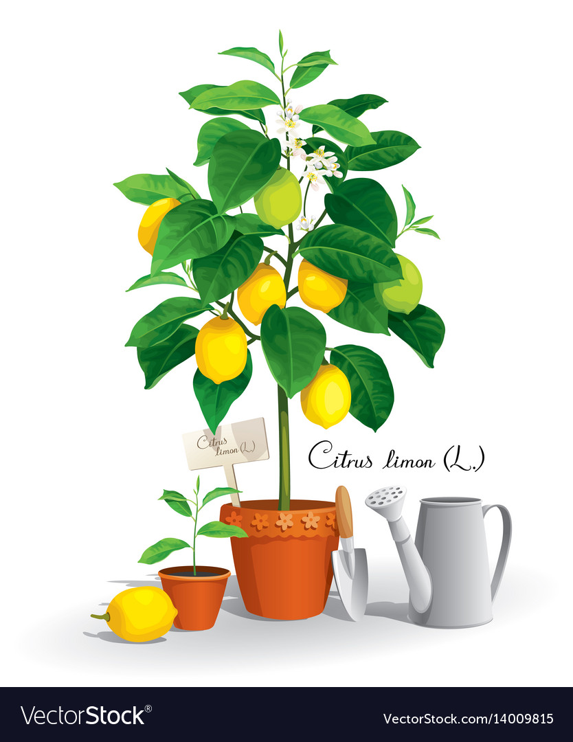 Lemon tree Royalty Free Vector Image - VectorStock