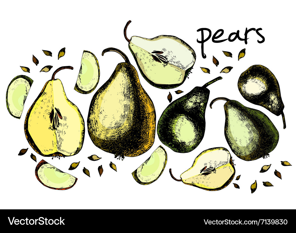 Set of drawing pears Royalty Free Vector Image
