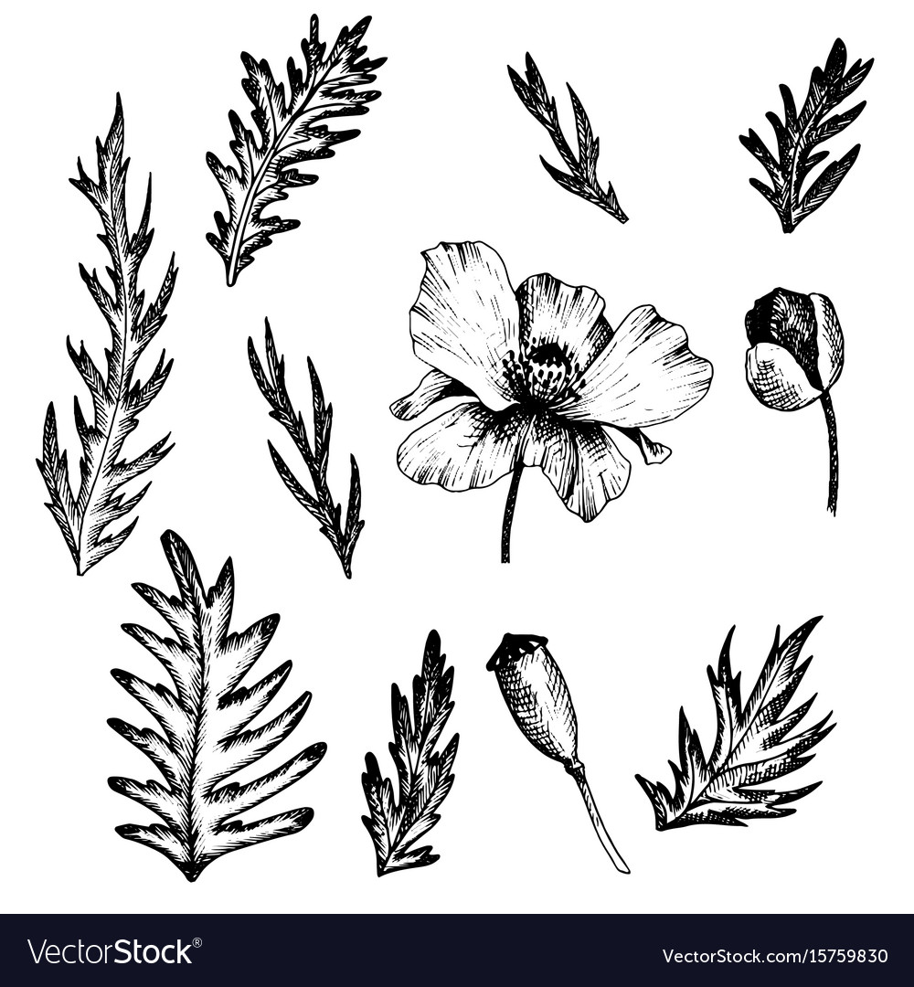 Vintage floral set Royalty Free Vector Image - VectorStock