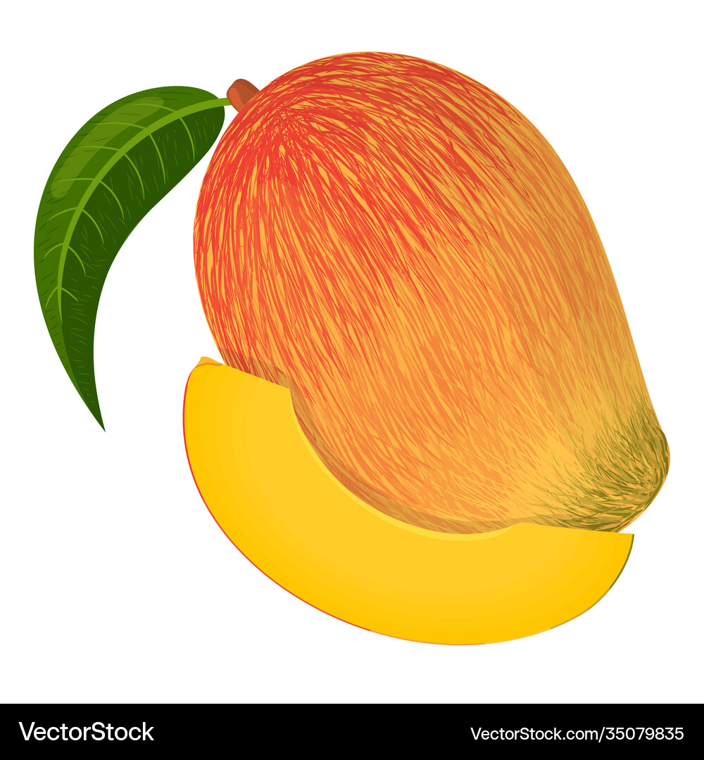 Fresh exotic whole and sliced mango isolated Vector Image