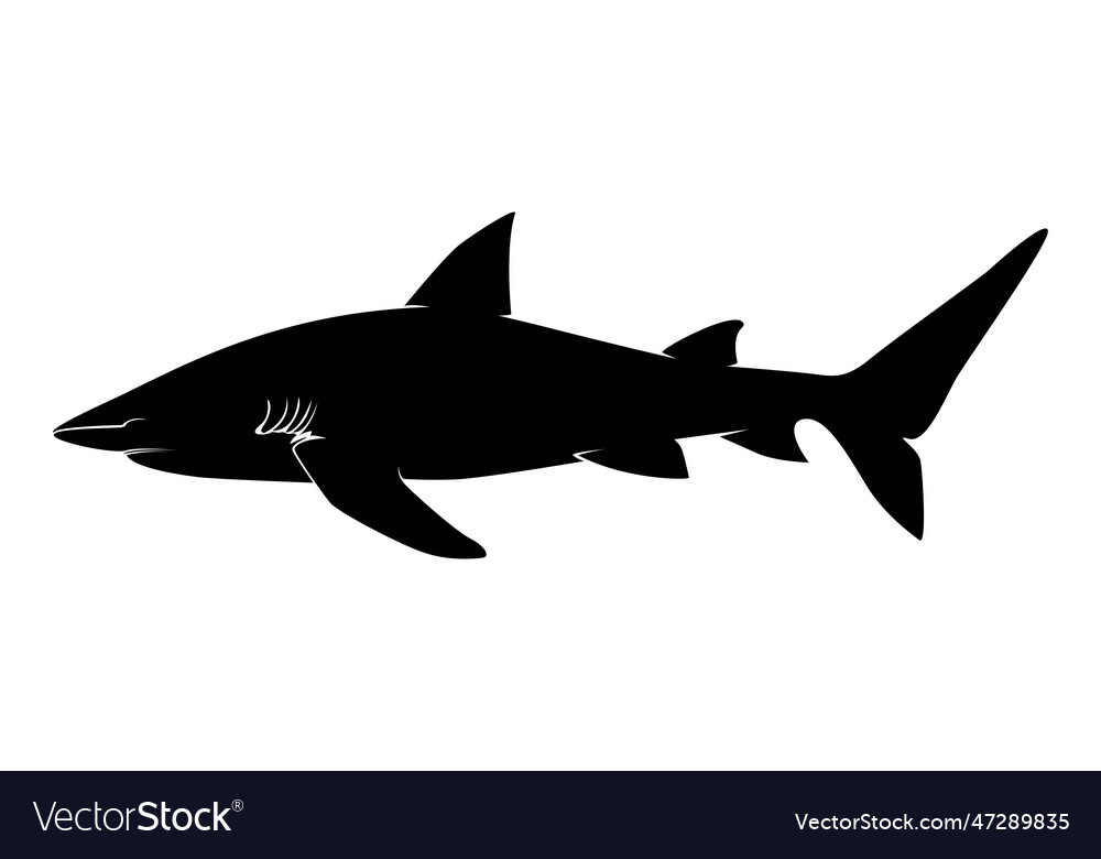 Shark Royalty Free Vector Image - VectorStock