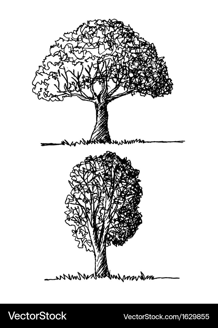 Detailed Tree Sketch Background Royalty Free Vector Image