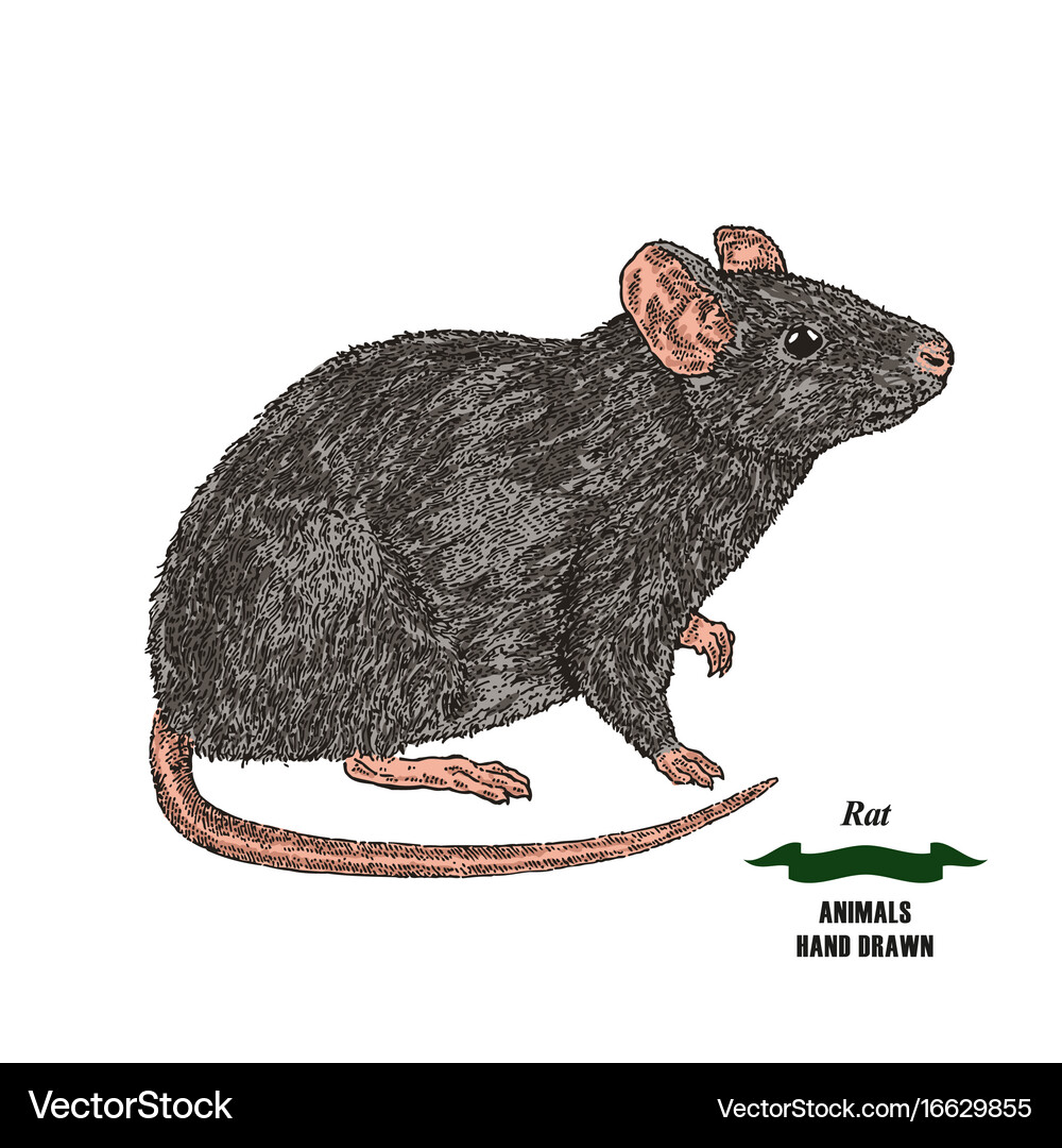 Hand drawn mouse or rat animal colored sketch Vector Image