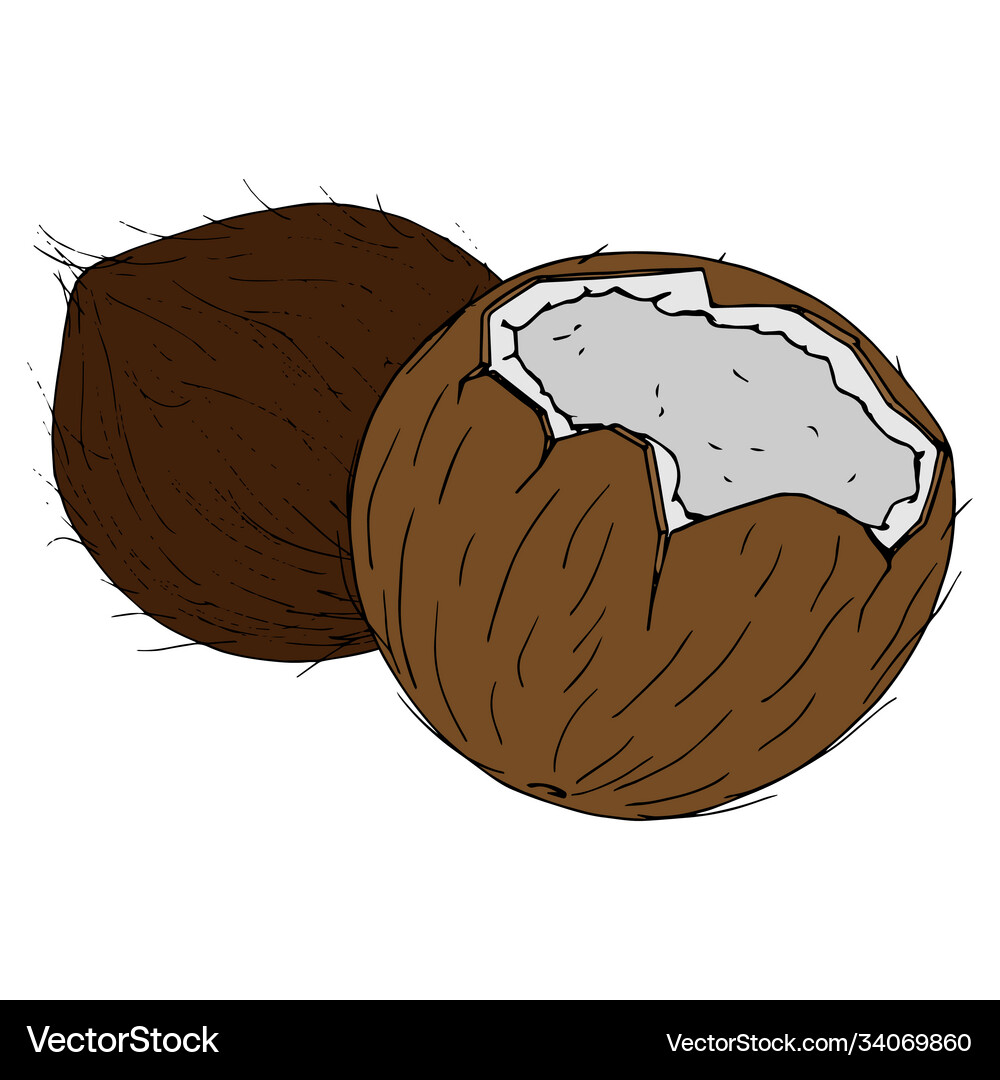 Broken Coconut Drawing