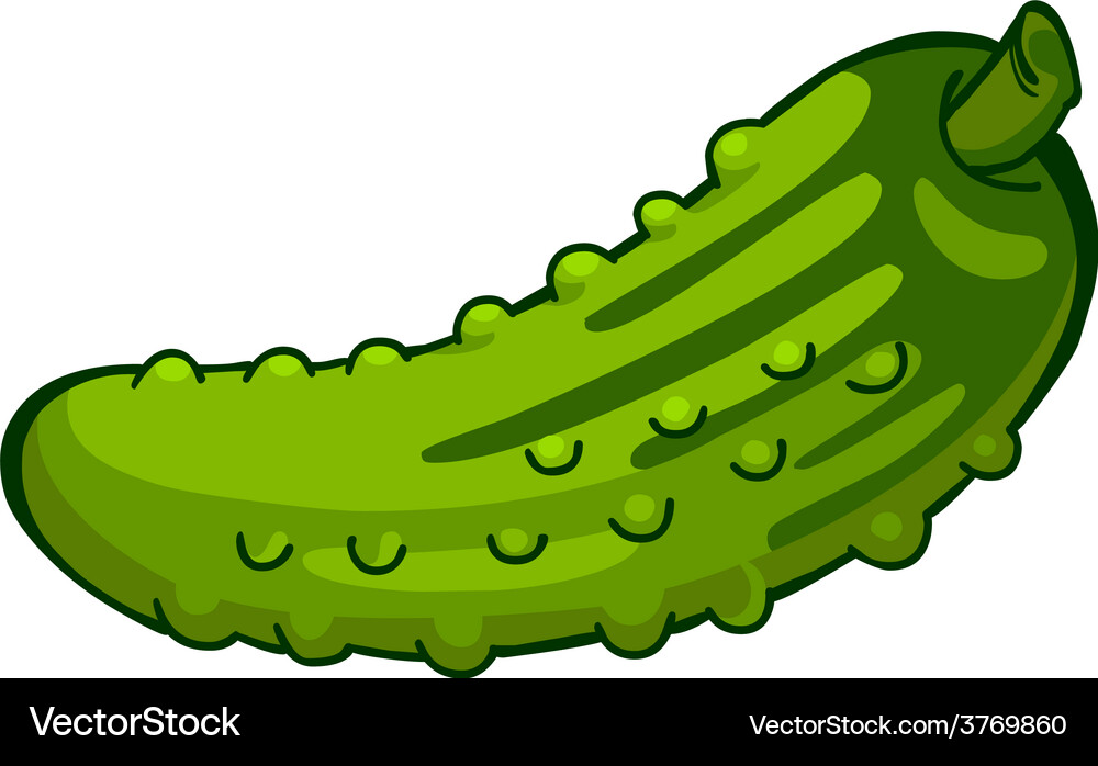 Fresh Green Cucumber Royalty Free Vector Image