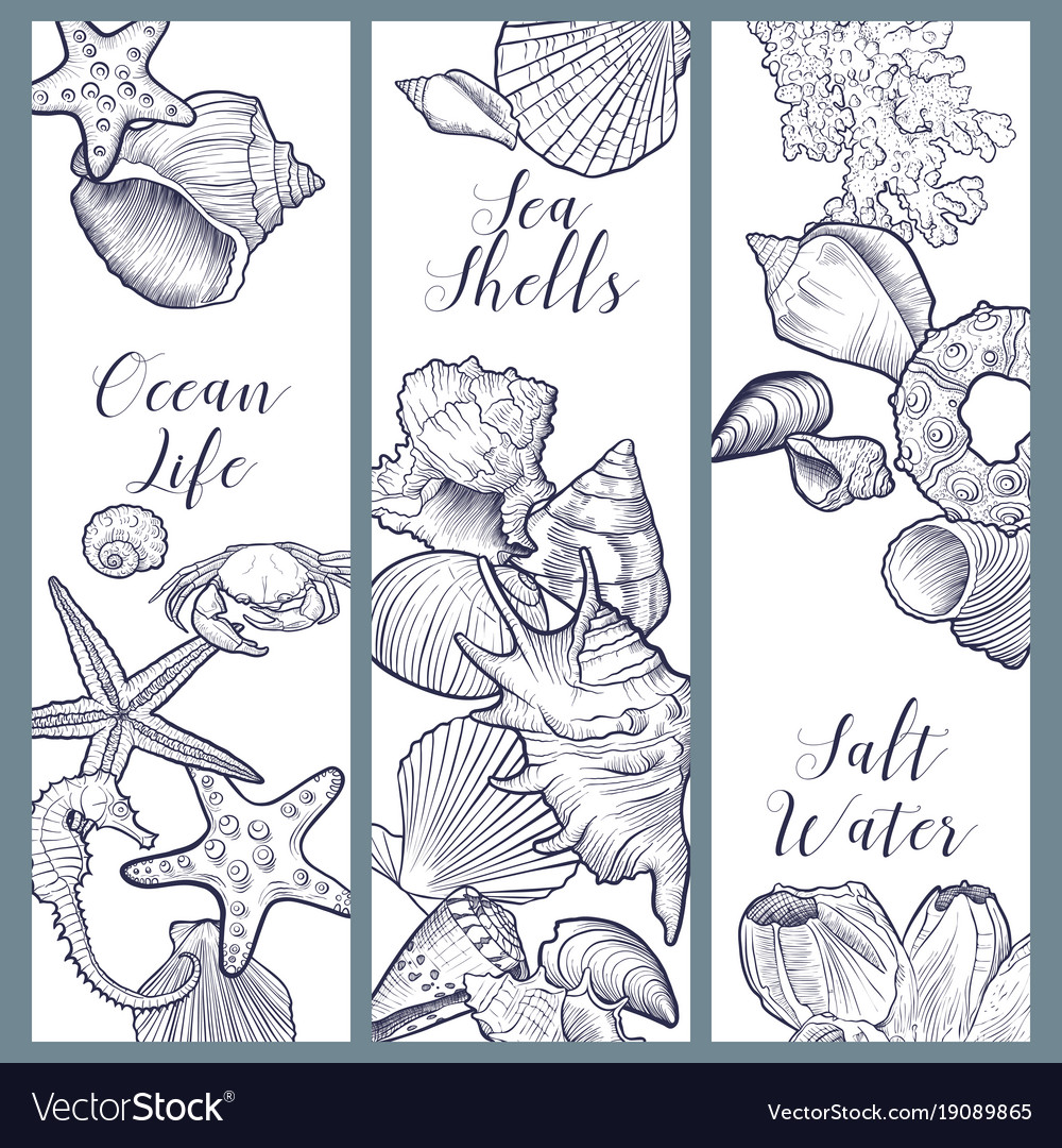 Banners with seashells Royalty Free Vector Image