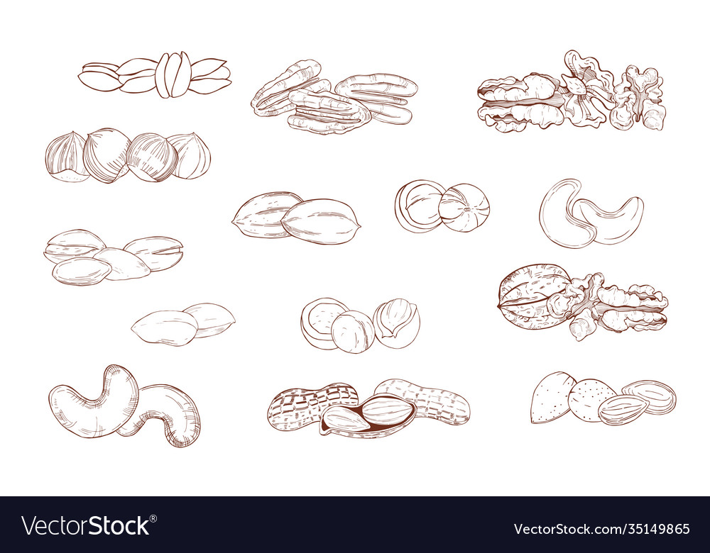 Nuts Royalty Free Vector Image - VectorStock