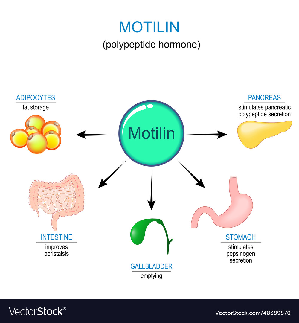 Motilin hormone Royalty Free Vector Image - VectorStock