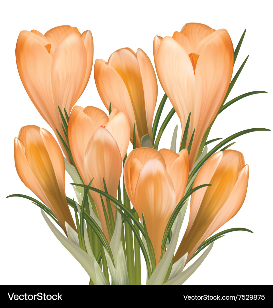 Spring bouquet of yellow crocuses Royalty Free Vector Image