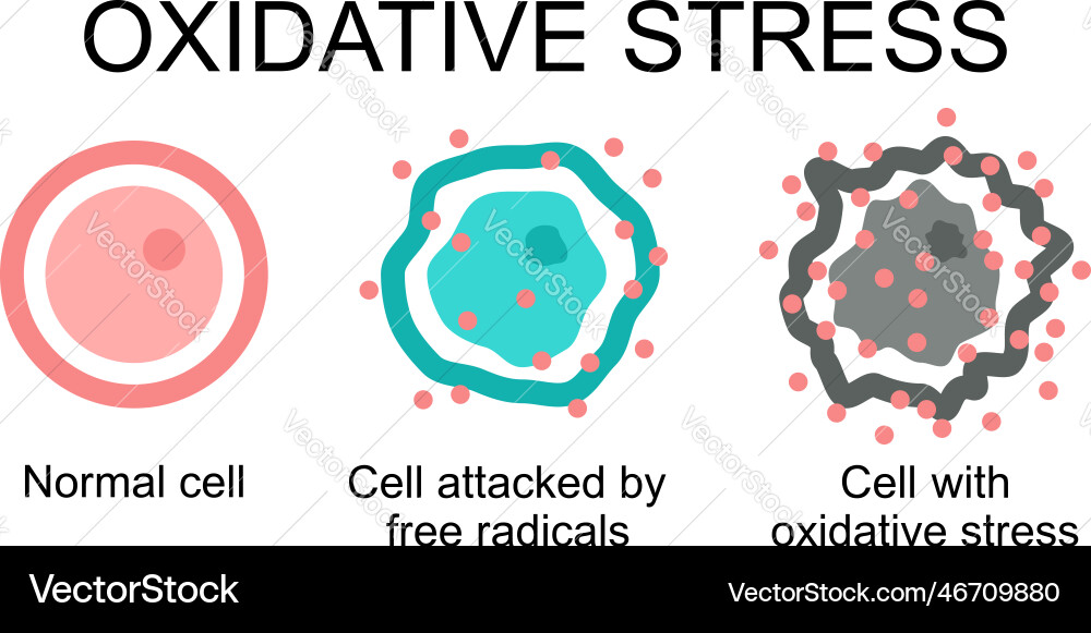 Cell attacked by free radicals and Royalty Free Vector Image