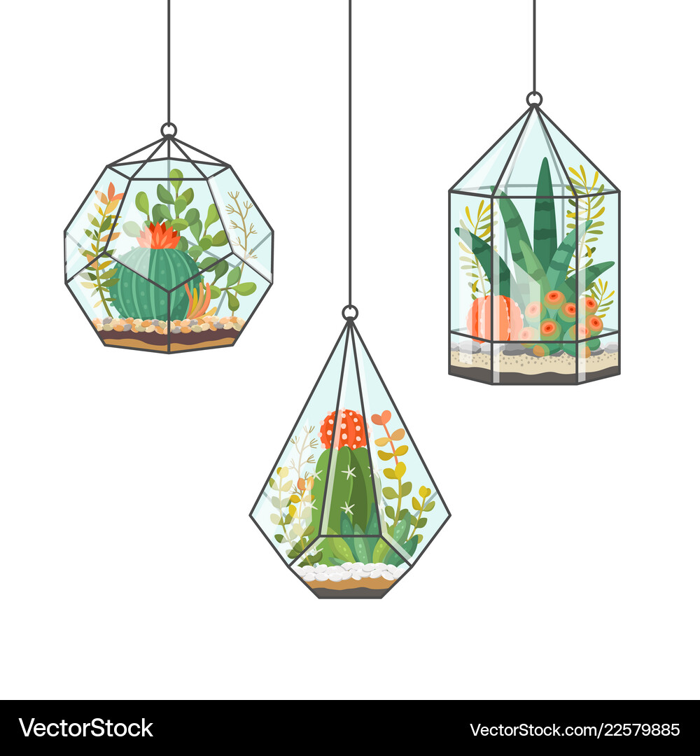 Hanging Terrariums - Cacti & Succulents Vector Image