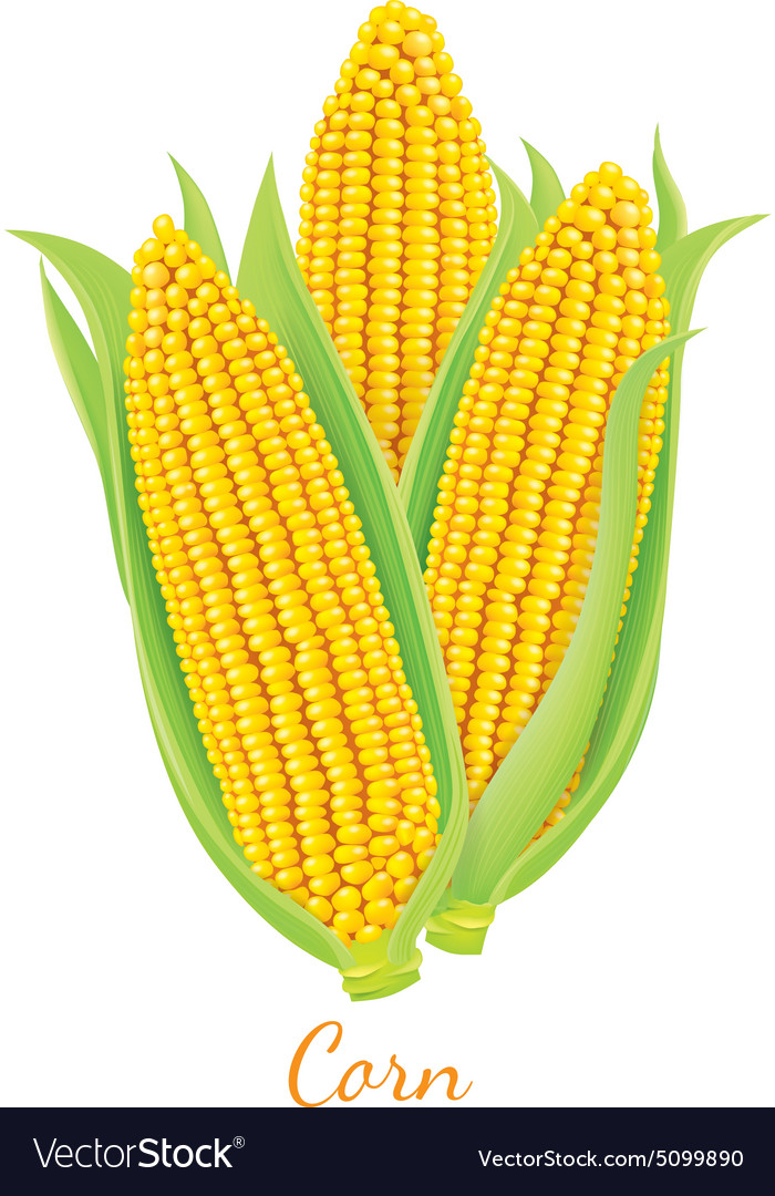 Corn Royalty Free Vector Image - VectorStock