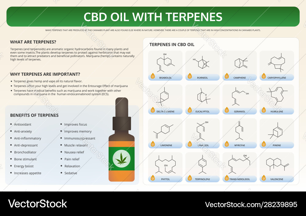 Cbd oil with terpenes horizontal textbook Vector Image