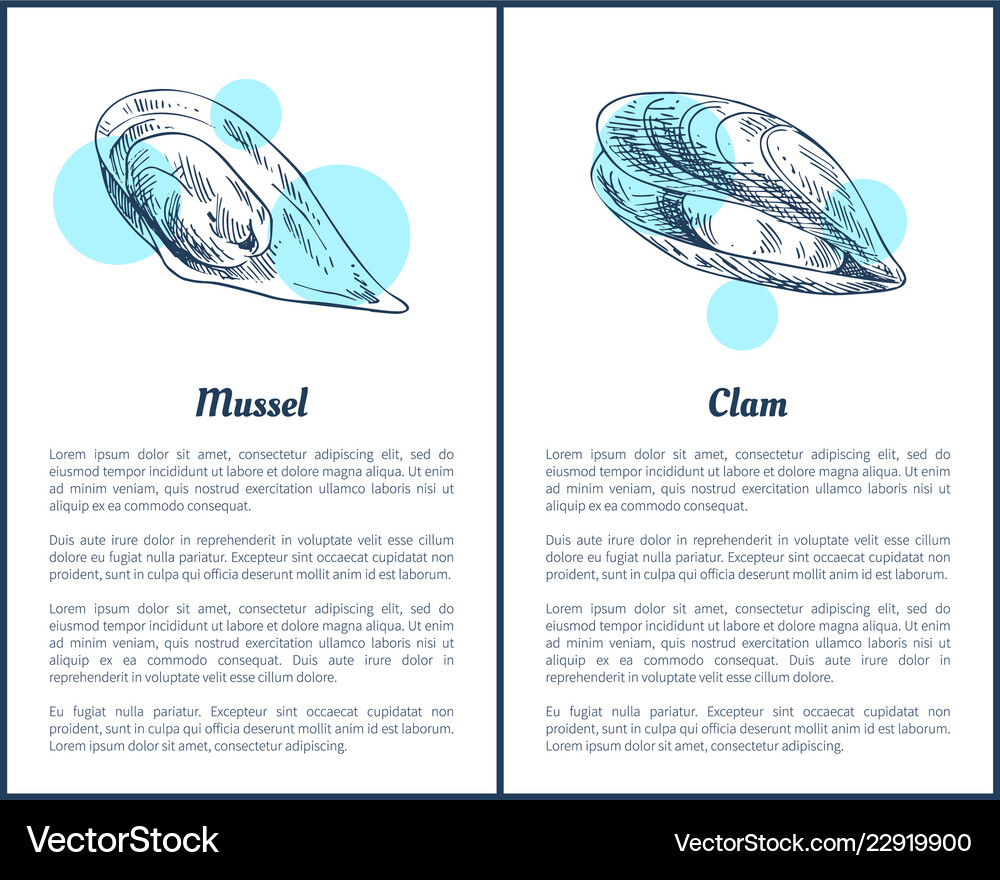Mollusk and clam posters set Royalty Free Vector Image