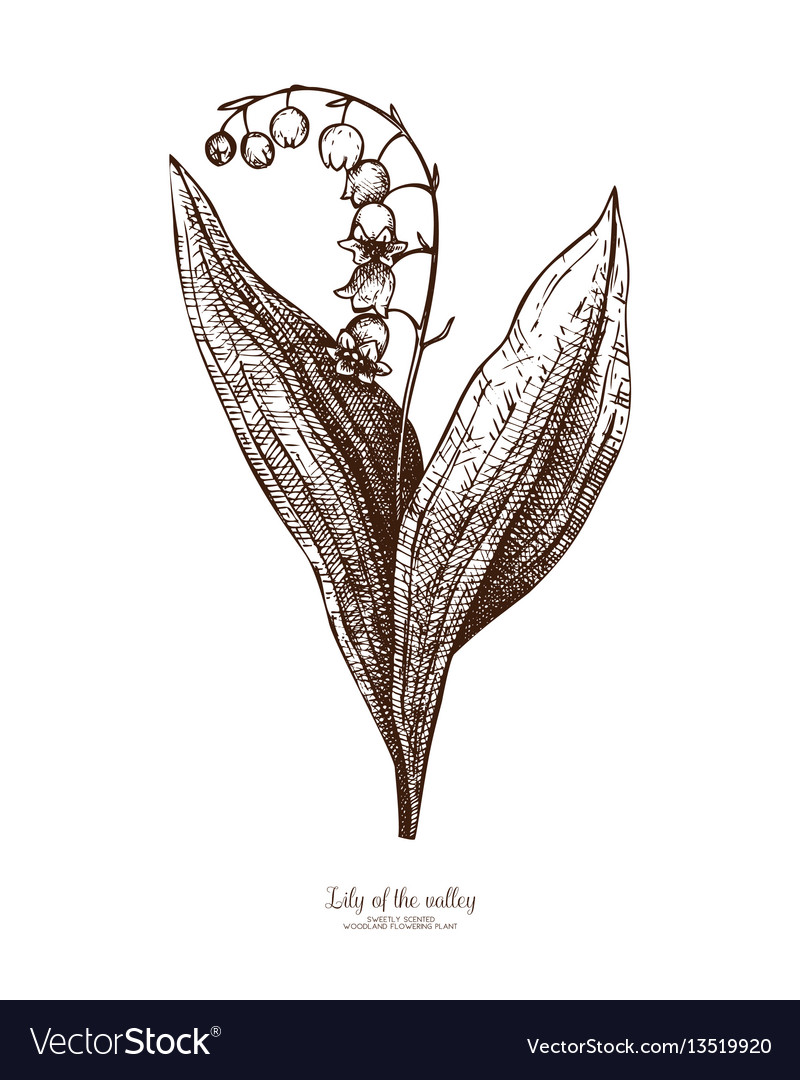 Lily valley Royalty Free Vector Image - VectorStock